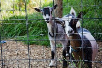 Missouri Beginning Farming: Scrapie Tags Required for Sheep and Goats