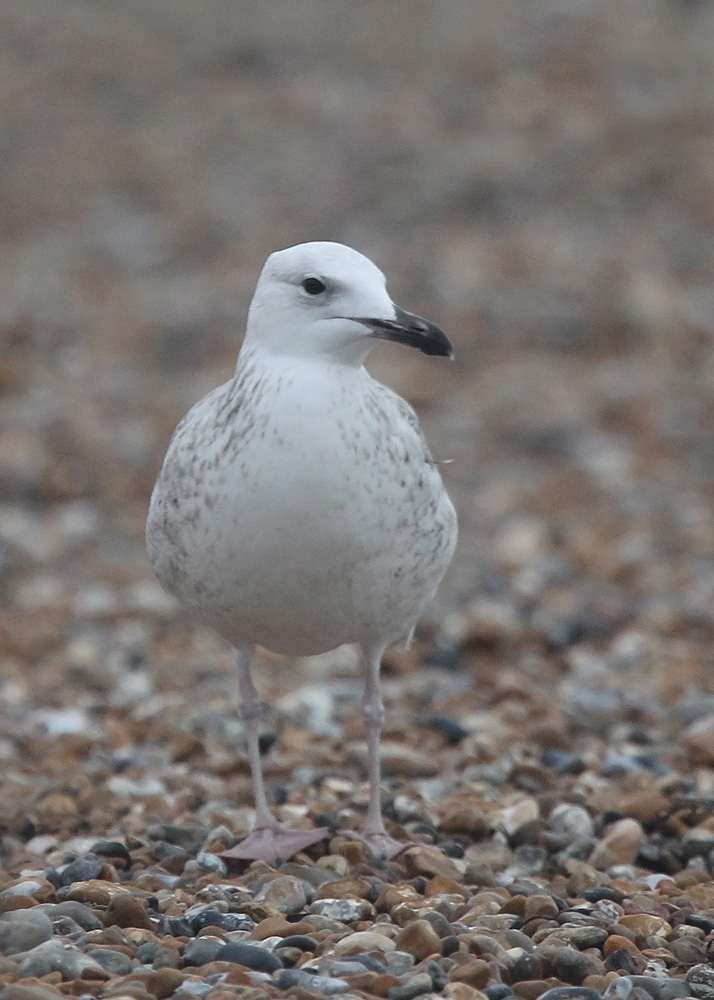 Richard Smith - Birdwatching Days Out: GLAUCOUS GULL, juvenile, CASPIAN ...