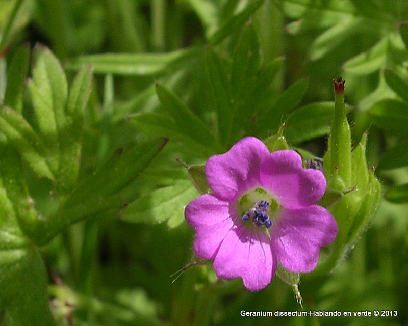 Hablando en verde: Geranium dissectum