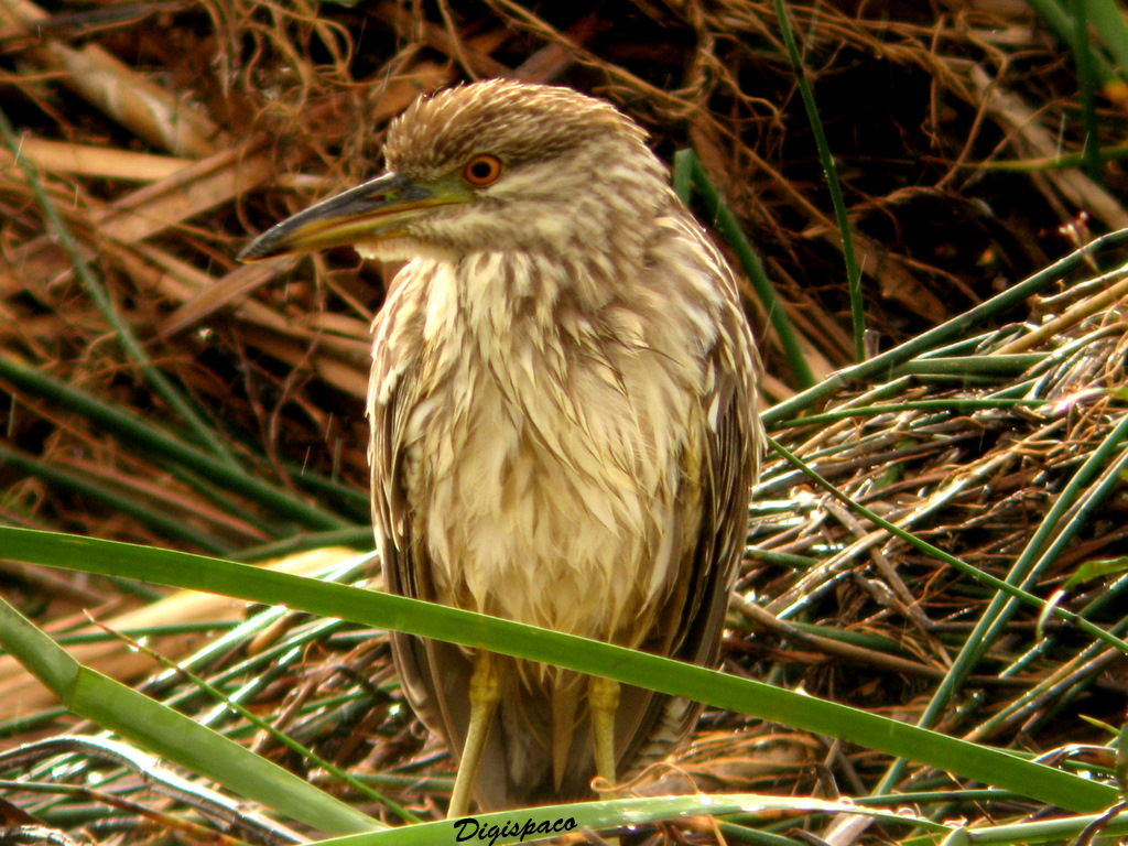 Pozo Alcón Digispaco: Martinete juvenil