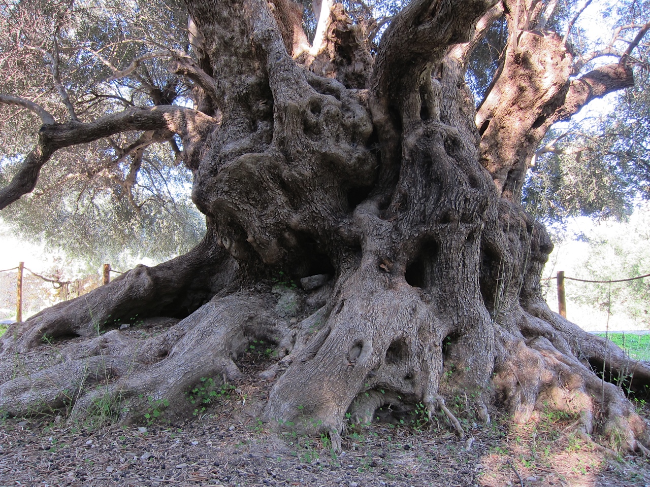 What's Really Going On In Greece: The Ancient Olive Tree