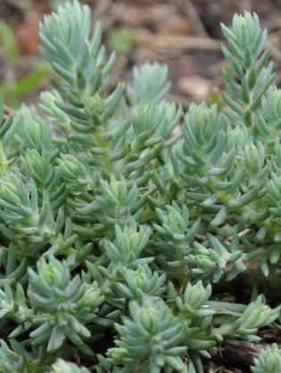 Rebecca's Bird Gardens: Sedum Varieties