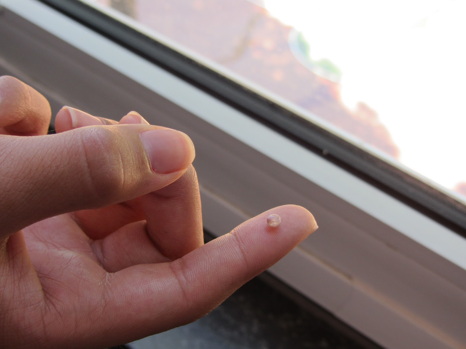 STELLA MARIS CIENCIA: 1º ESO durante la disección de un calamar