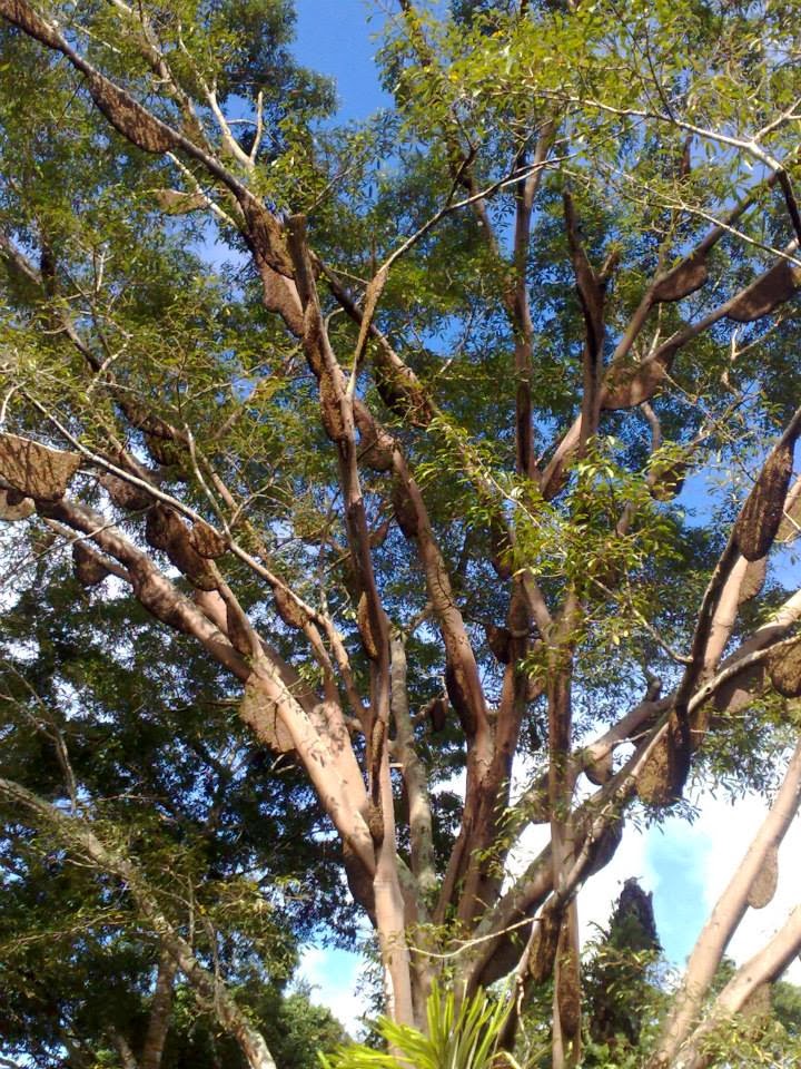 TESSO NILO NATIONAL PARK - Sumatra Discovery