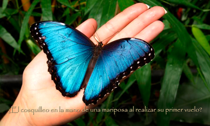 Mis blogs: Mariposa Morfo en Costa Rica