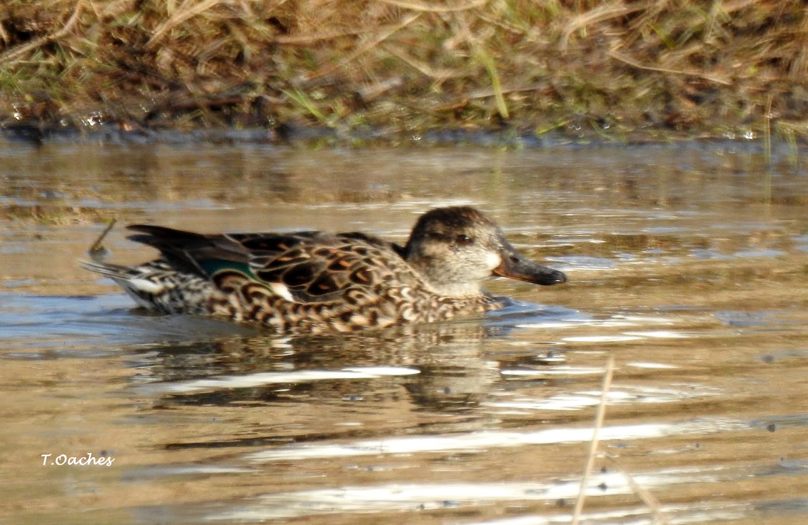 PASARI DIN ROMANIA: RATA MICA , Anas crecca