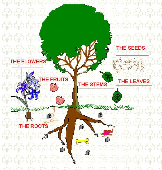 SCIENCE YEAR 3 (PLANTS): External Features of Plants