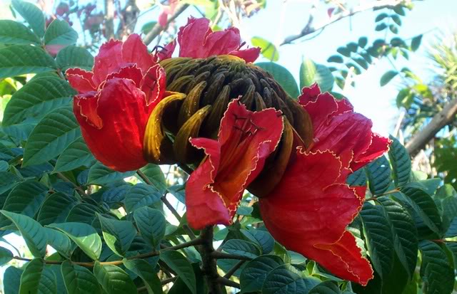 Flowers Colores Spanish Flower flowers-colores-spanish-flower