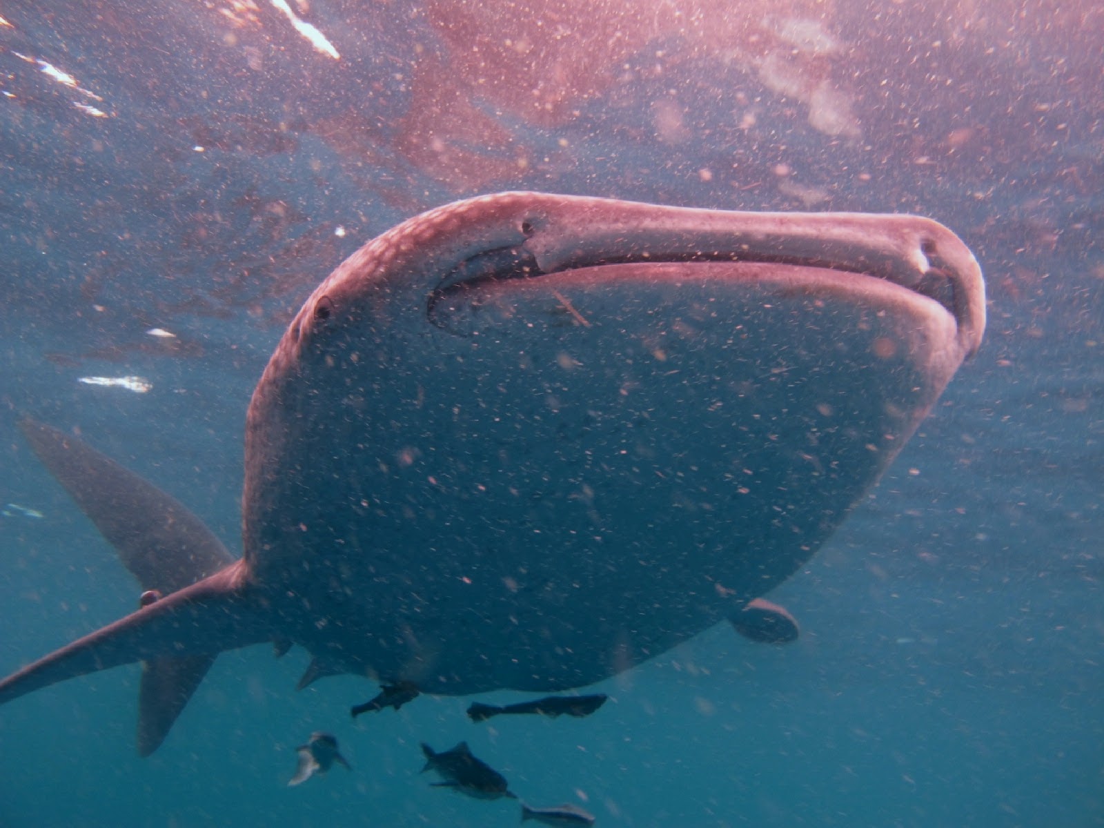 Un Grand Tour: Les petits poissons : Le Requin Baleine