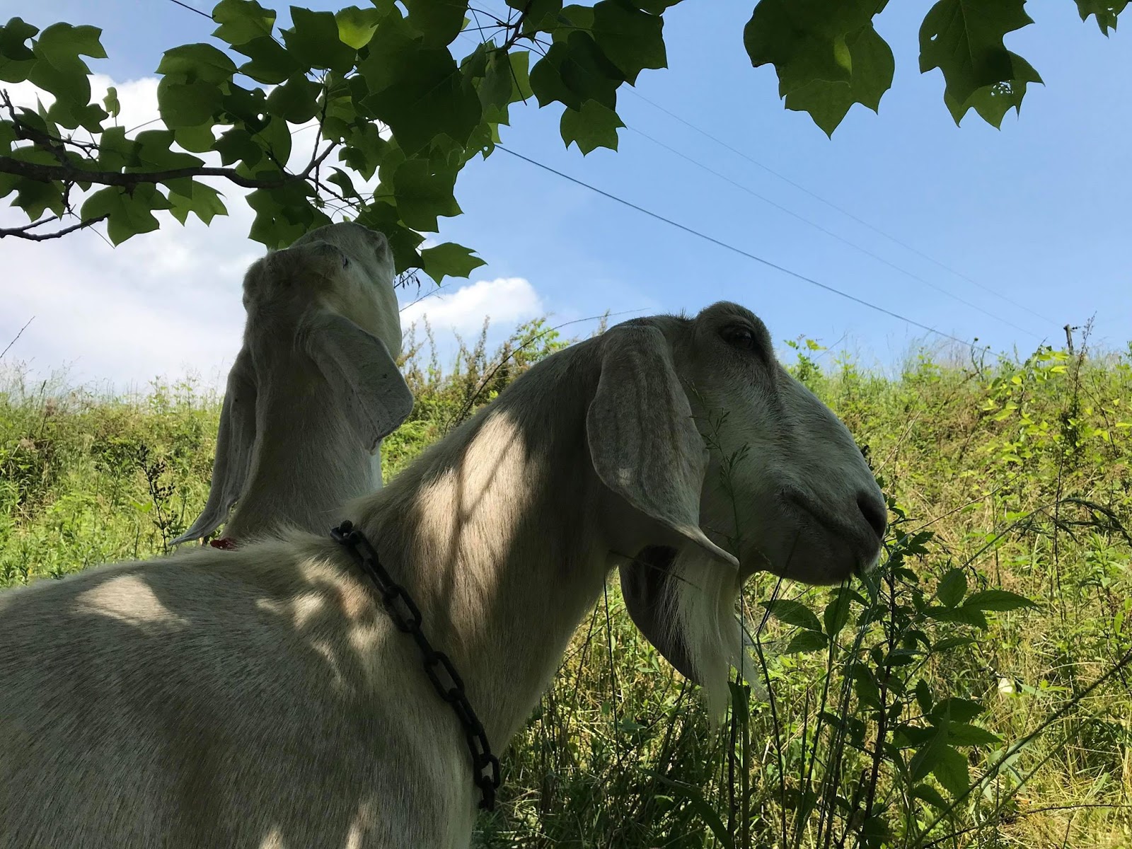 Daily Blog: We Bought a Farm: Meet our new goats!