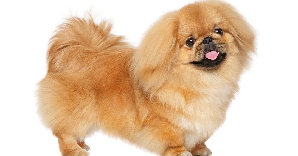 The Kennel Club: 10 Chinese Dog Breeds