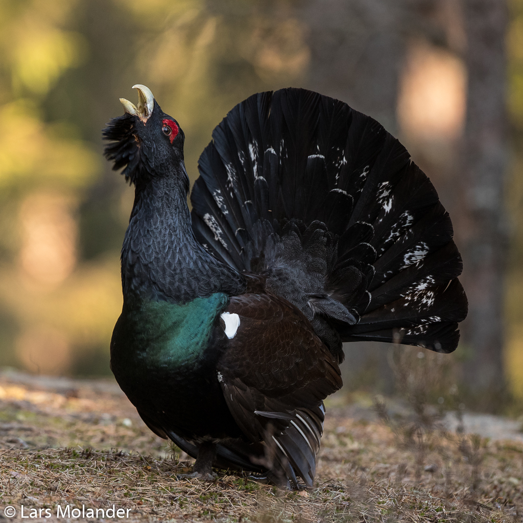 Lars Molander naturfoto