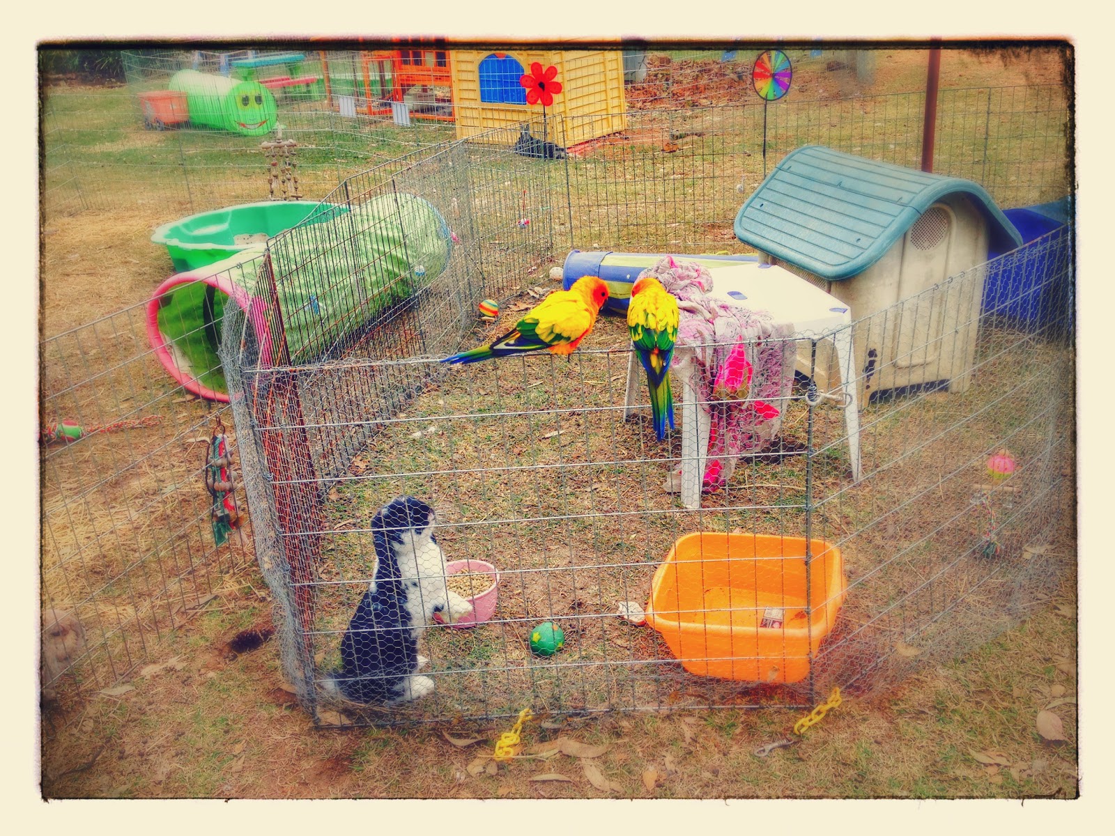 Rabbit Rescue Sanctuary: RABBIT ADOPTION