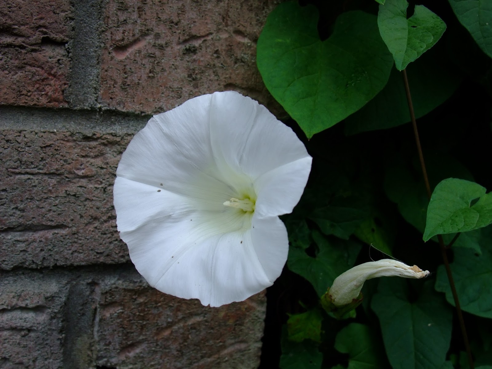 HERBAL PICNIC: BINDWEED