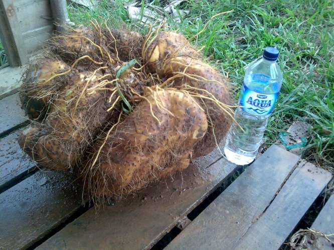 KRIPIK GADUNG CIKAWUNG