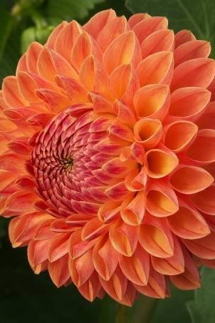 Mistik Acres: Dahlia Plants For Sale