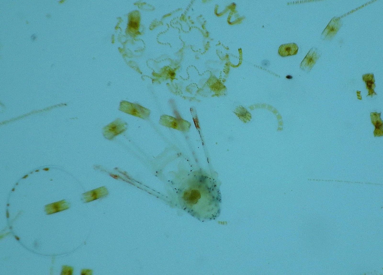 Buzz's Marine Life of Puget Sound: LATE SUMMER PLANKTON