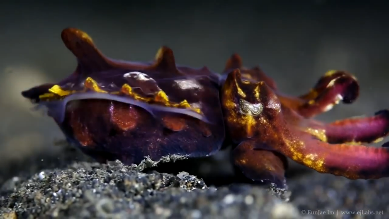 Webschnorcheln: Wahre Fakten über Sepien