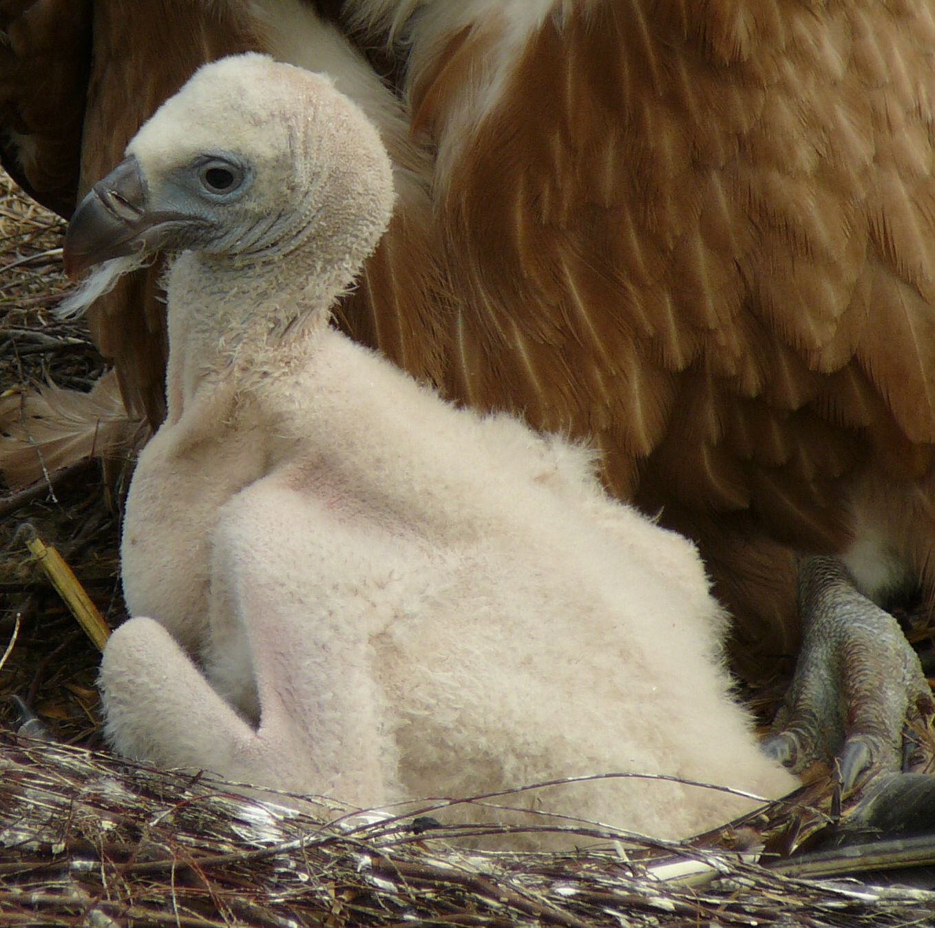Fascinated by Vultures: 21 days old Eurasian Griffon Vulture chick