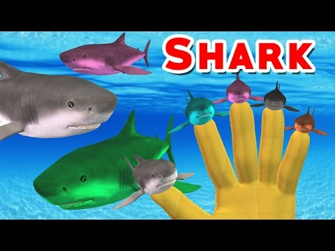 Shark Finger Family Cartoon Nursery Rhymes for Children | Cartoon ...