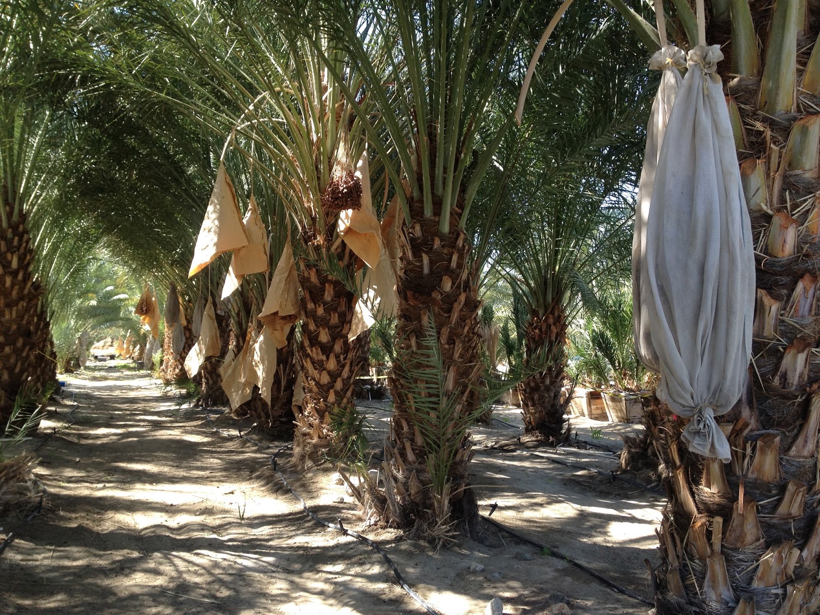 Vegan Eats and Treats!: Palm Springs & A Trip to Sam Cobb Date Farm!