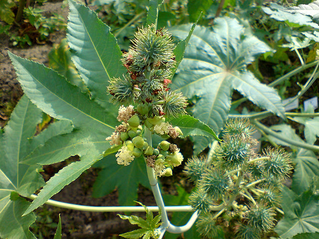 Santa Marta, sus especies vegetales : HIGUERILLA (Ricinus communis)