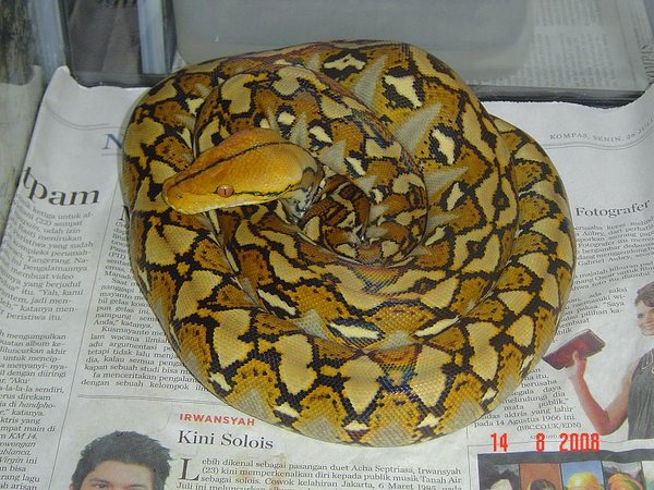 Reptile Lovers: Reticulated Python