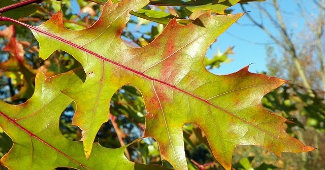 ROBLE ROJO: Quercus rubra | Plantas rioMoros
