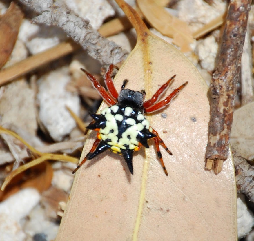 The Insect Diary: Australian Jewel Spider: Austracanthus Minax