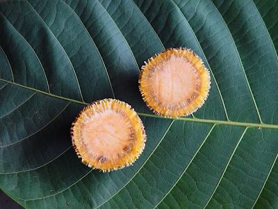 We love Our Bangladesh: Kadam/Kadambo is a rainy season flower in ...