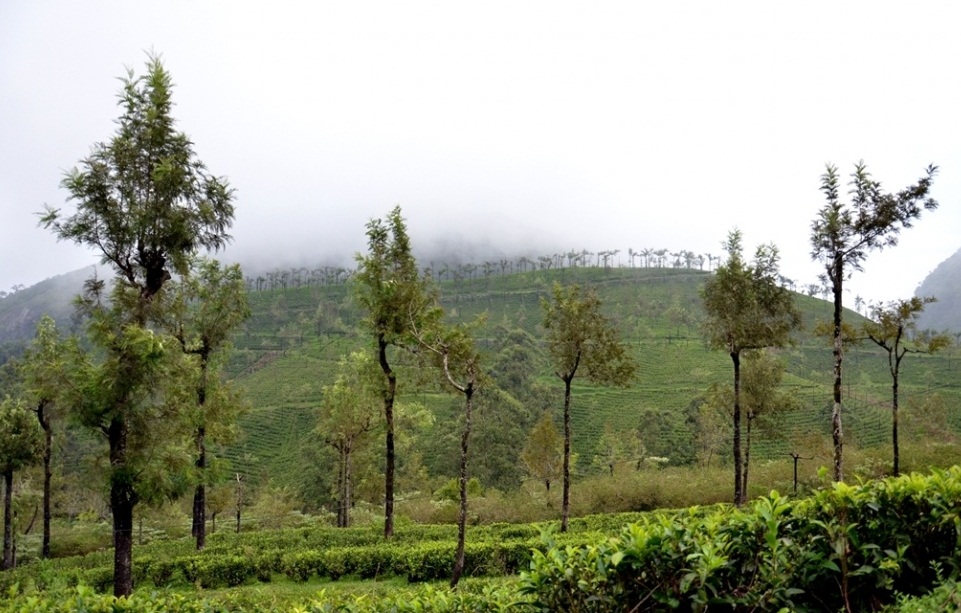 Tamilnadu Tourism: Manjolai Tea Estate, Manjolai Hills