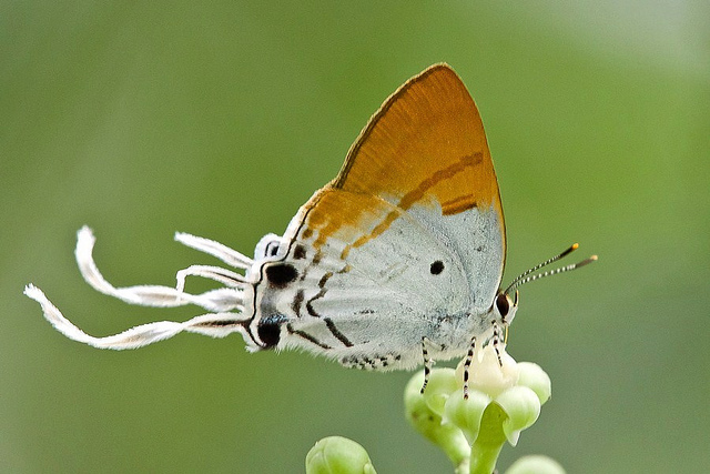 Butterflies of Singapore: Random Gallery - The Fluffy Tit