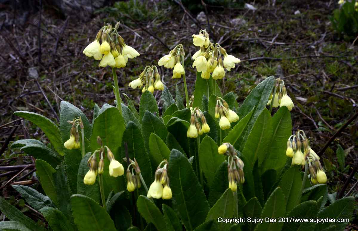Trekking and Photography in the Himalaya: Sikkim Flora | Yumthang and ...