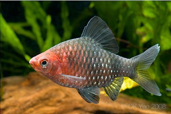 Introduction - FRESHWATER FISHES OF SRI LANKA