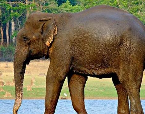 Animals Unique: Indian Elephant