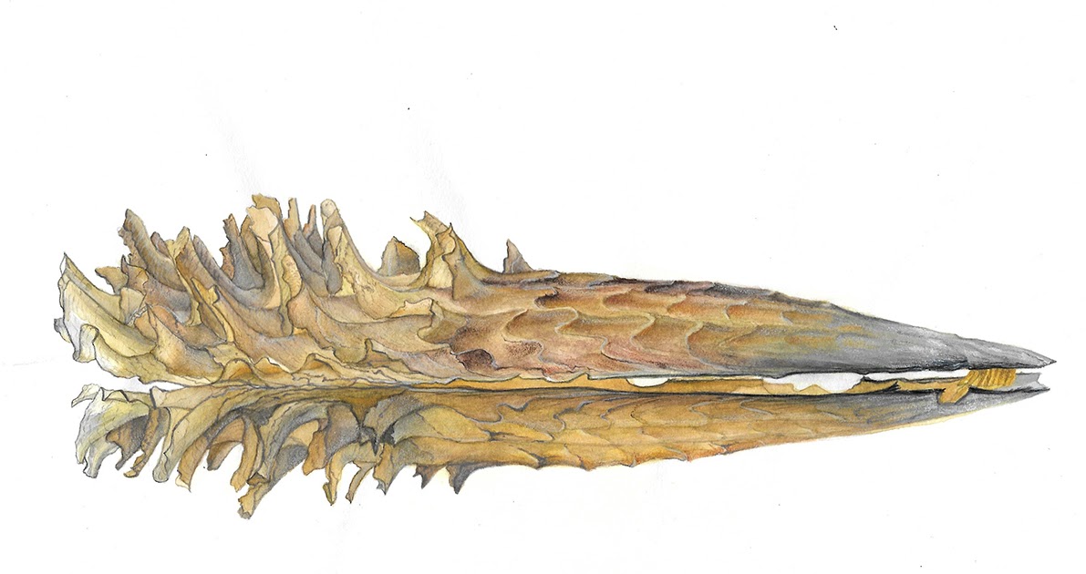 Dayana Cuellar Herrejón - Pinna Rugosa