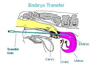 info penting dot com: Transfer Embrio pada Sapi