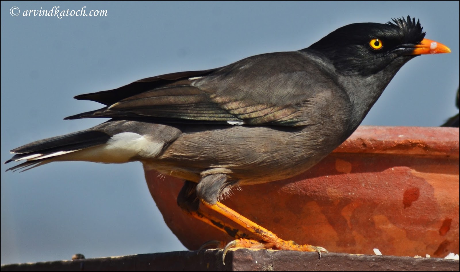 Jungle Myna Pictures and Detail (Acridotheres fuscus)