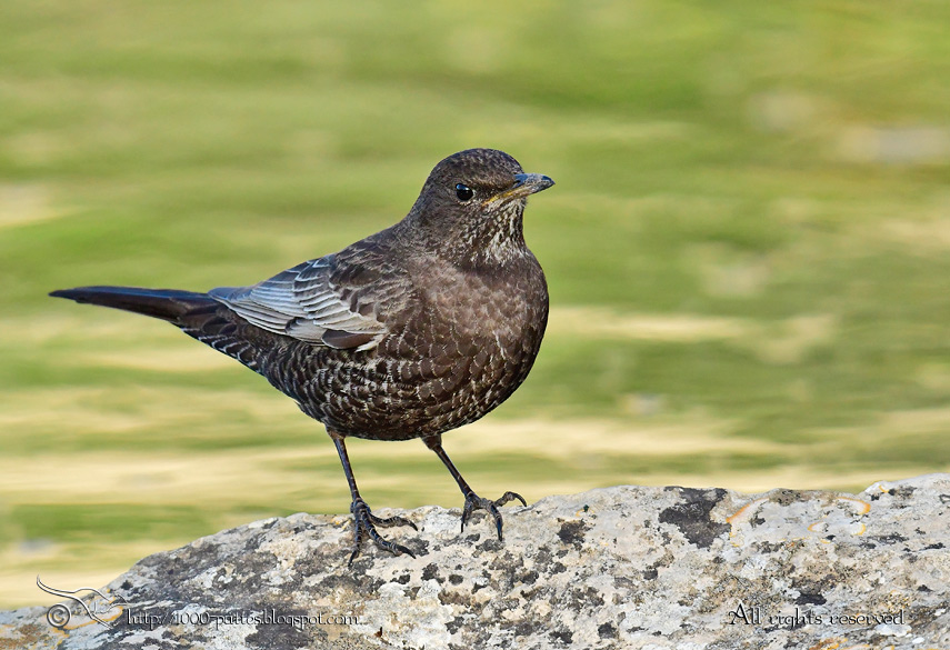 WILDLIFE GATEWAY: Merle à plastron