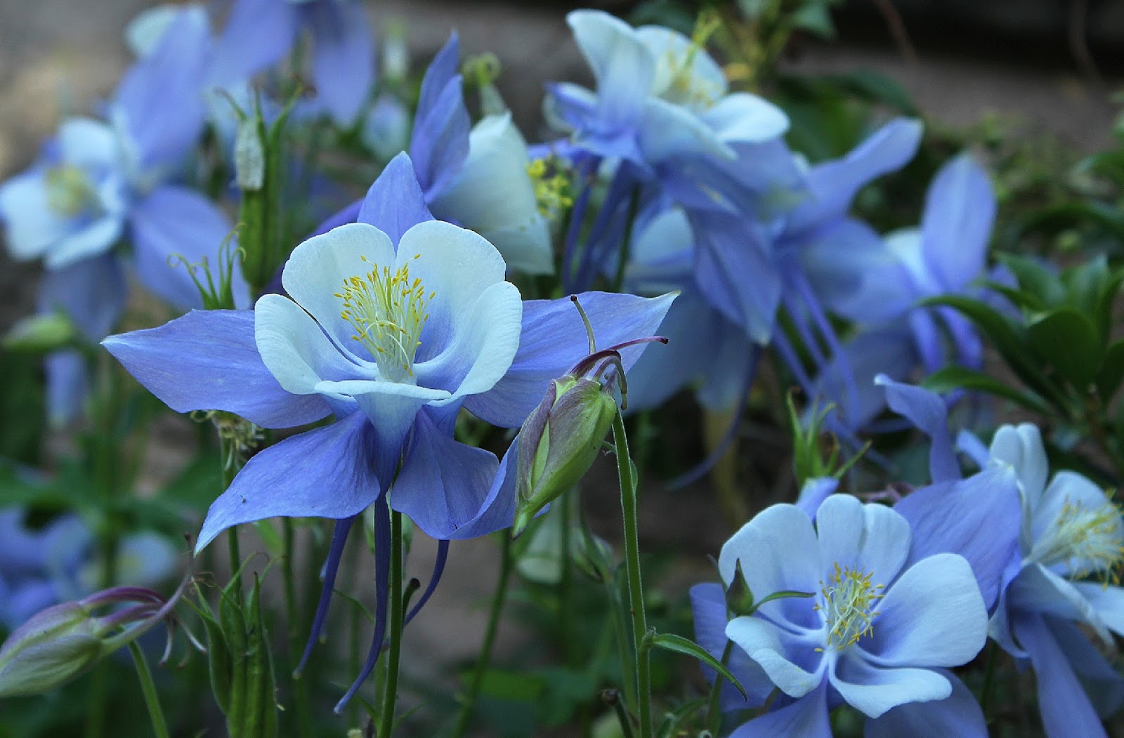 Pudica's Food Corner: High Tea at Sydney's Royal Botanic Garden