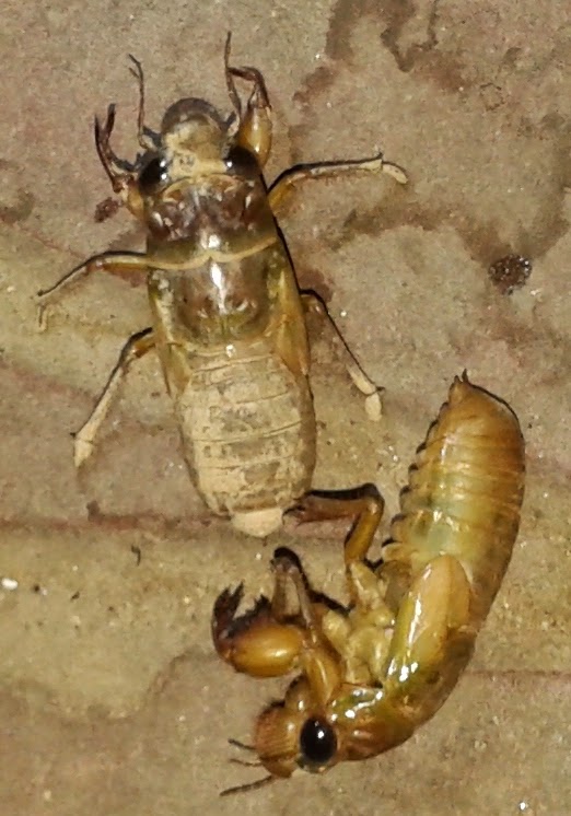 Atléticos de Hanoi / Cimbrel justiciero de Hanoi