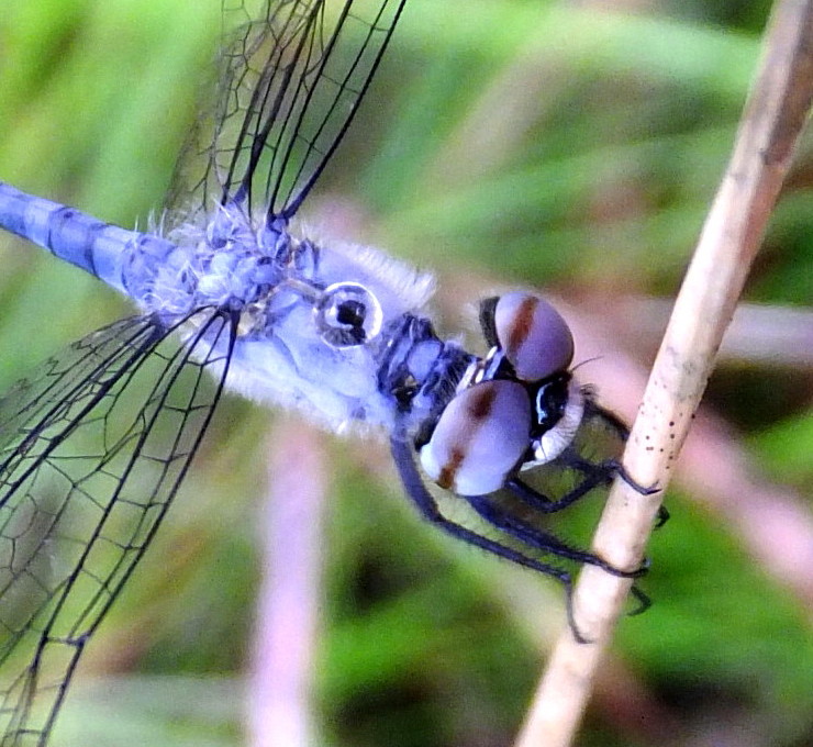 Plants Amaze Me: Places in Barry County, Michigan