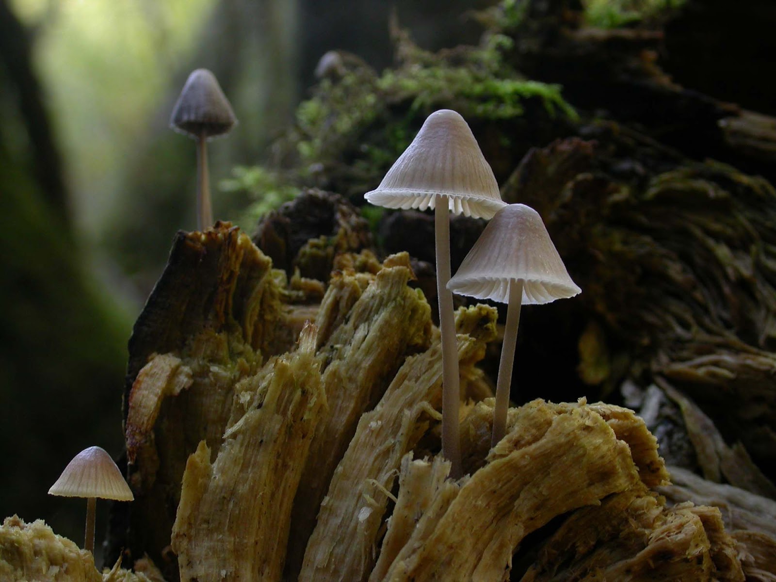 Arnaud Bayle: Champignons : La diversité dans toute sa splendeur