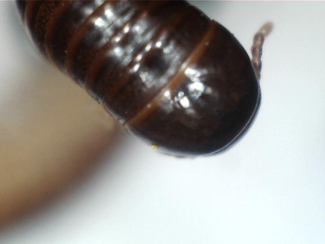 O MUNDO DOS INSETOS: gongolo