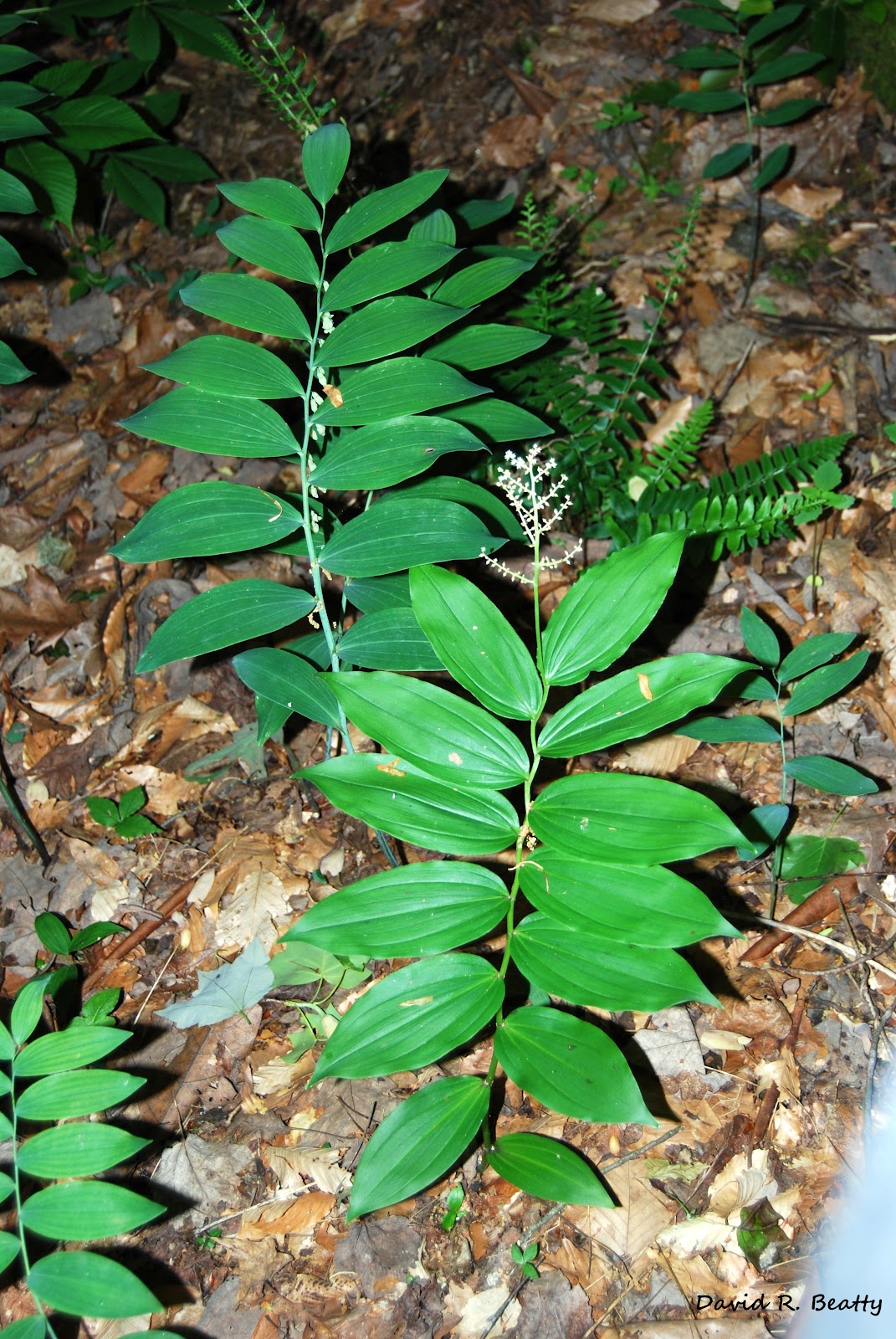 Herbal Remedies at Home: JOINT RELIEF IN THE BACKYARD