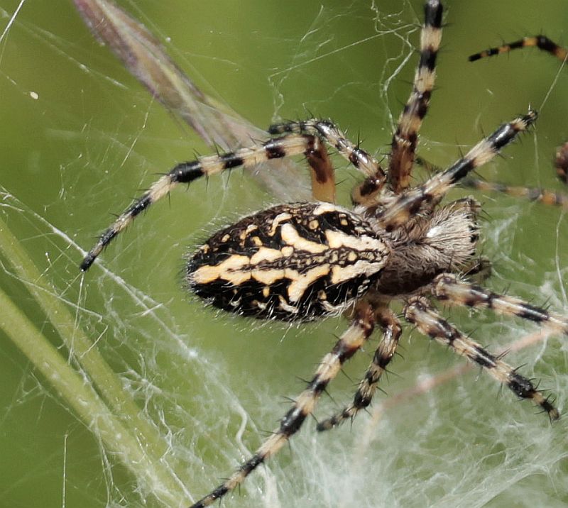 Naturwunder ...: Eichblatt-Radspinne