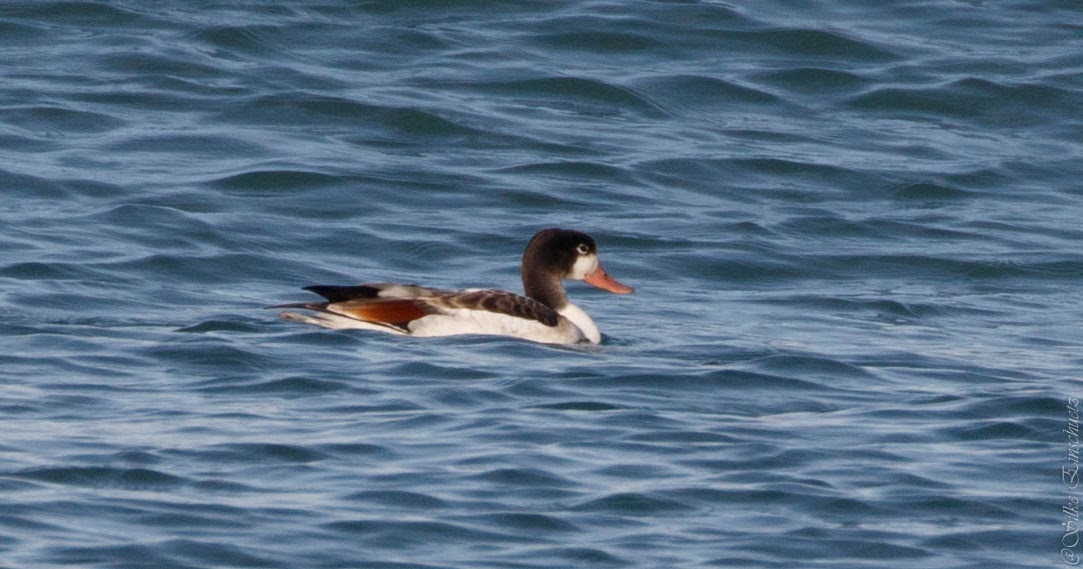 Ceredigion Birds: Juvenile Shelduck