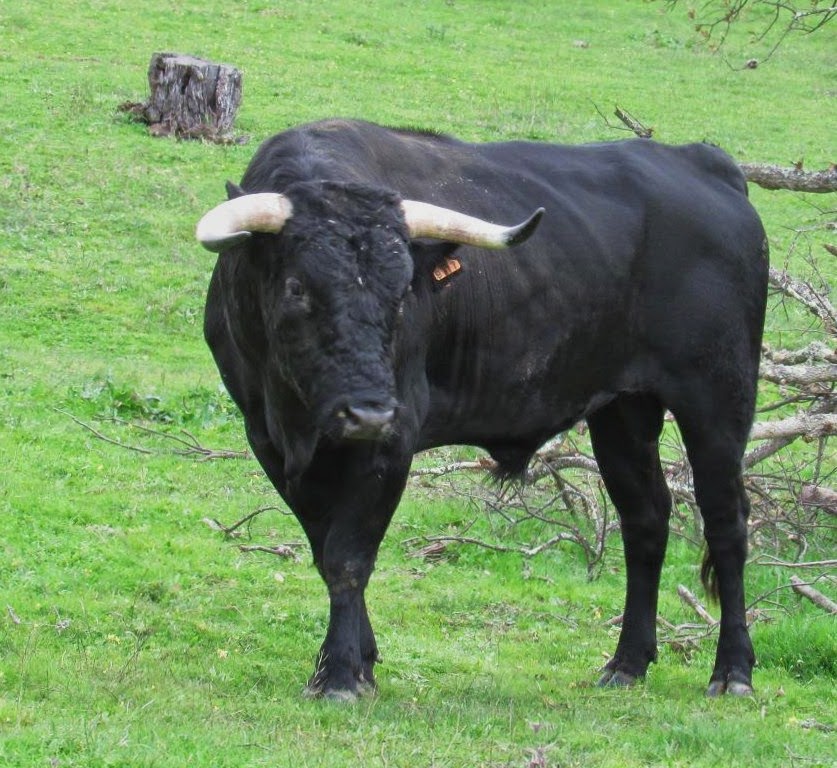 El Toro de Cenicientos: “LA HERGUIJUELA” REDUCTO CONTRERAS EN TIERRAS ...