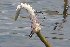 Water Flowers in Sri Lanka: Beautiful Water Flowers in Sri Lanka