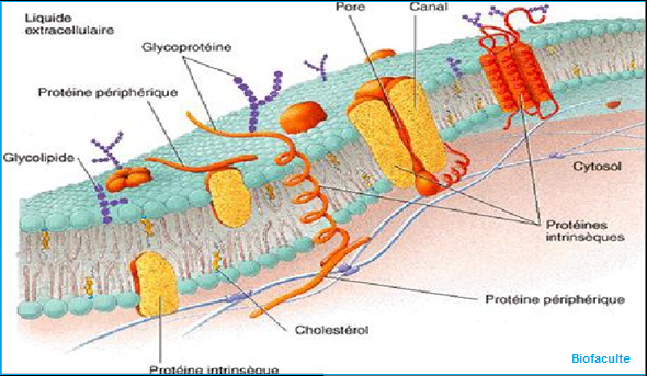 Membrane cellulaire Définition et Structure avec Schémas | Bio faculté